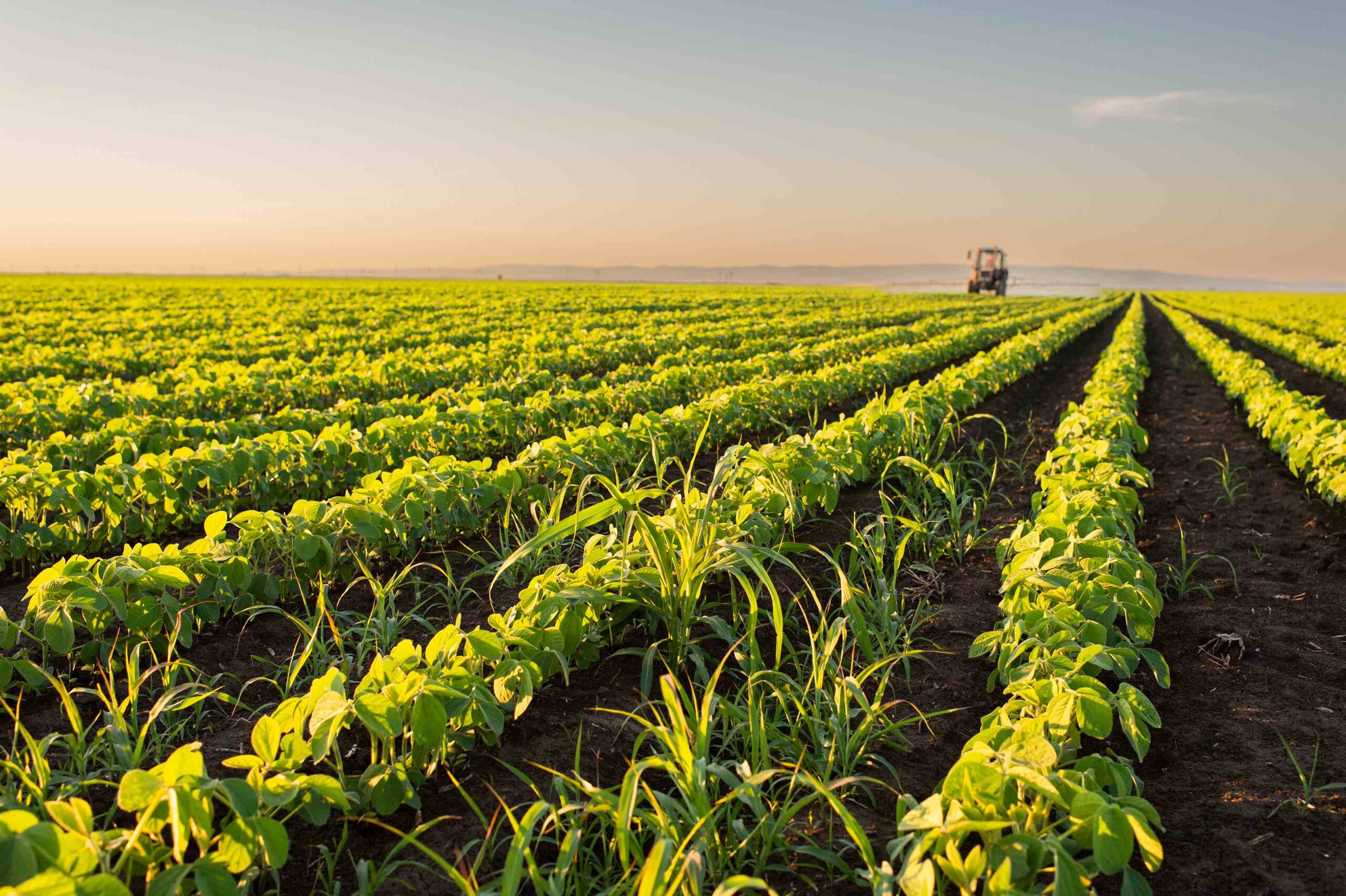 IA en el agro: 5 tendencias que revolucionarán la agricultura en 2025 ...